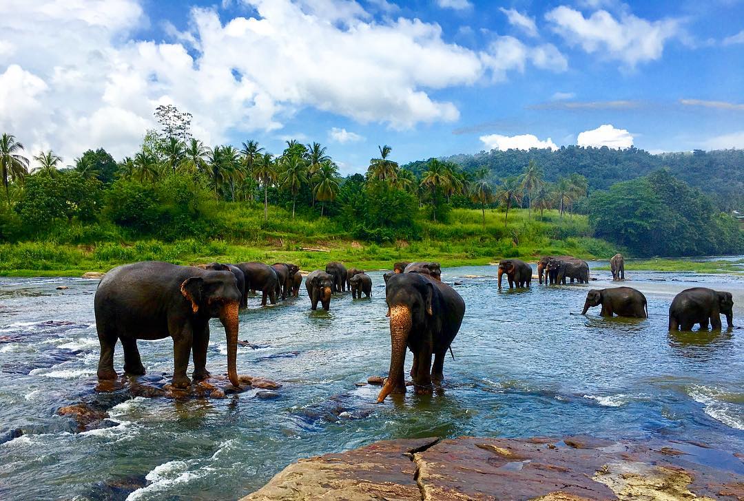 Pinnawala Elephant Orphanage Elephant Orphanage Sri Lanka