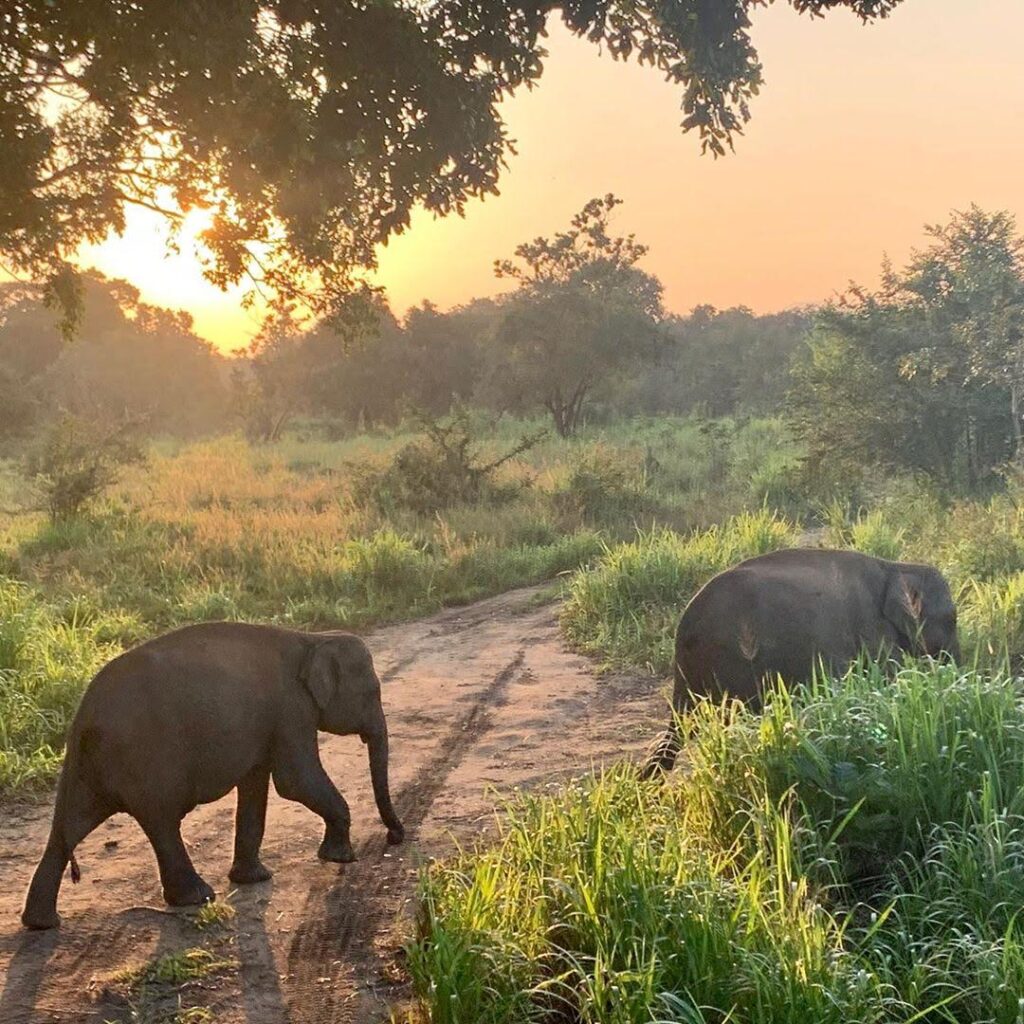Yala National Park Sri Lanka Day Tour - Elephant Orphanage Sri Lanka